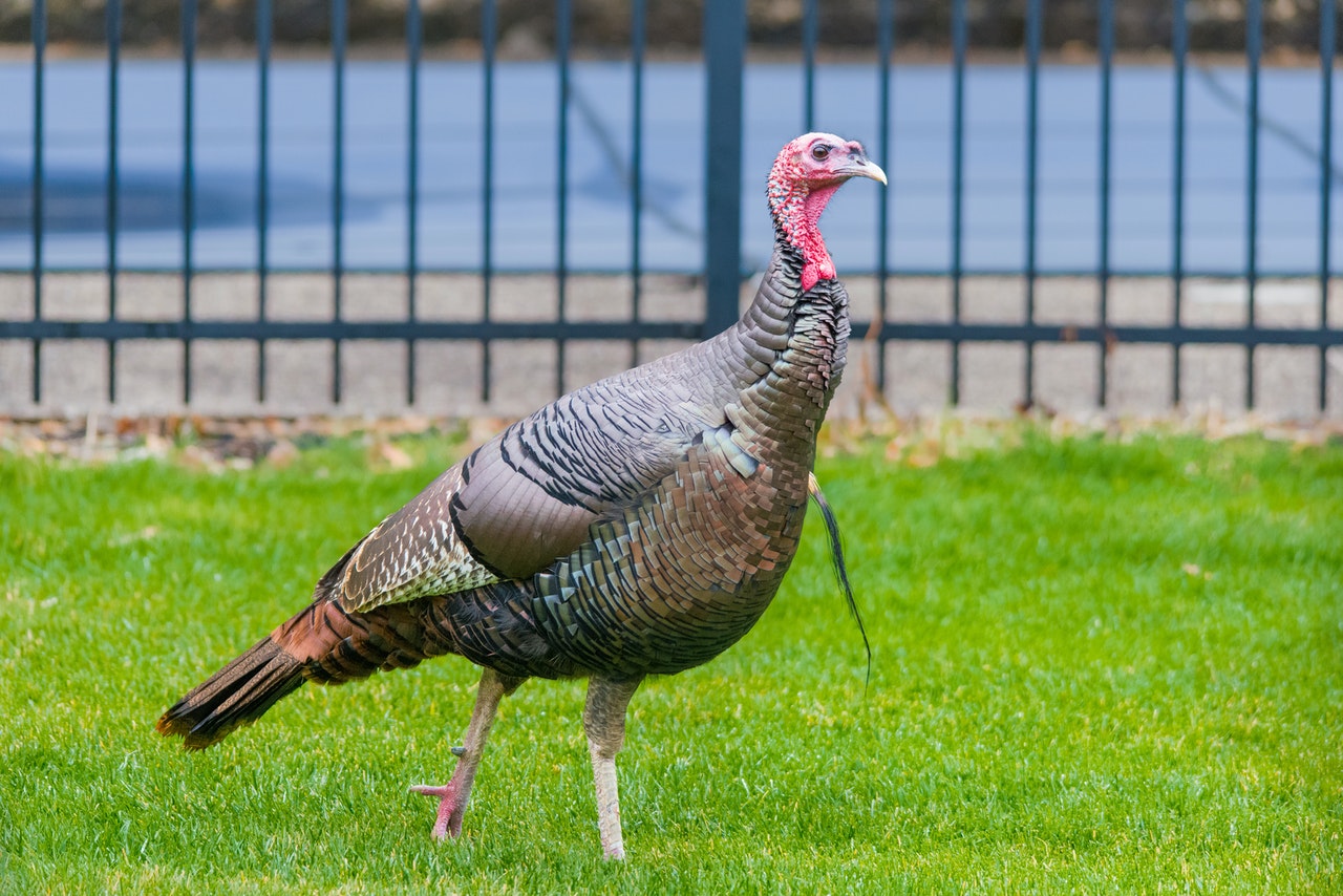 Peacock Vs Turkey Differences And Comparison Differencess