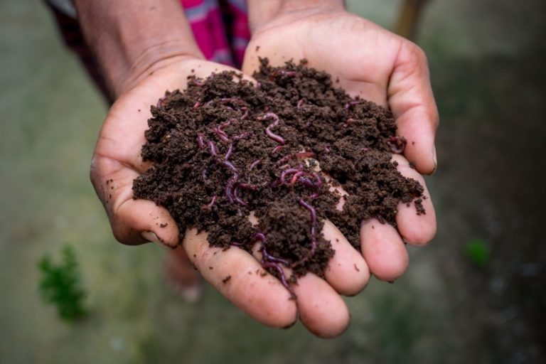 Earthworm Vs Leech Differences And Comparison » Differencess