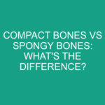 Compact Bones Vs Spongy Bones: What's The Difference? » Differencess