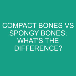 Compact Bones Vs Spongy Bones: What's The Difference? » Differencess