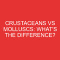 Crustaceans Vs Molluscs: What's The Difference? » Differencess