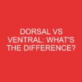 Dorsal Vs Ventral: What's The Difference? » Differencess