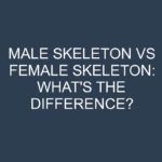 Male Skeleton Vs Female Skeleton: What's The Difference? » Differencess
