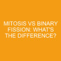 Mitosis Vs Binary Fission: What's The Difference? » Differencess