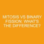 Mitosis Vs Binary Fission: What's The Difference? » Differencess