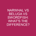 Narwhal Vs Beluga Vs Swordfish: What's The Difference? » Differencess
