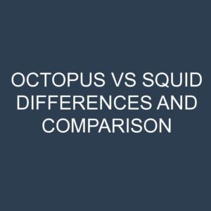 Octopus Vs Squid Differences And Comparison » Differencess
