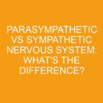 Parasympathetic Vs Sympathetic Nervous System: What's The Difference ...