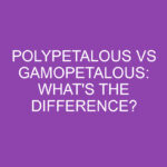 Polypetalous Vs Gamopetalous: What's The Difference? » Differencess