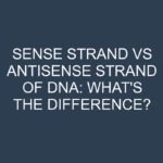 Sense Strand Vs Antisense Strand Of Dna: What's The Difference ...