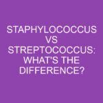 Staphylococcus Vs Streptococcus: What's The Difference? » Differencess