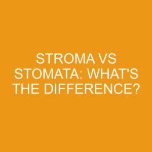 Stroma Vs Stomata: What's The Difference? » Differencess