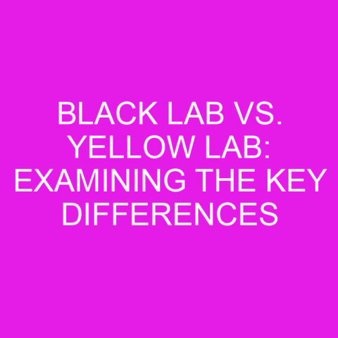 Black Lab Vs. Yellow Lab: Examining The Key Differences » Differencess