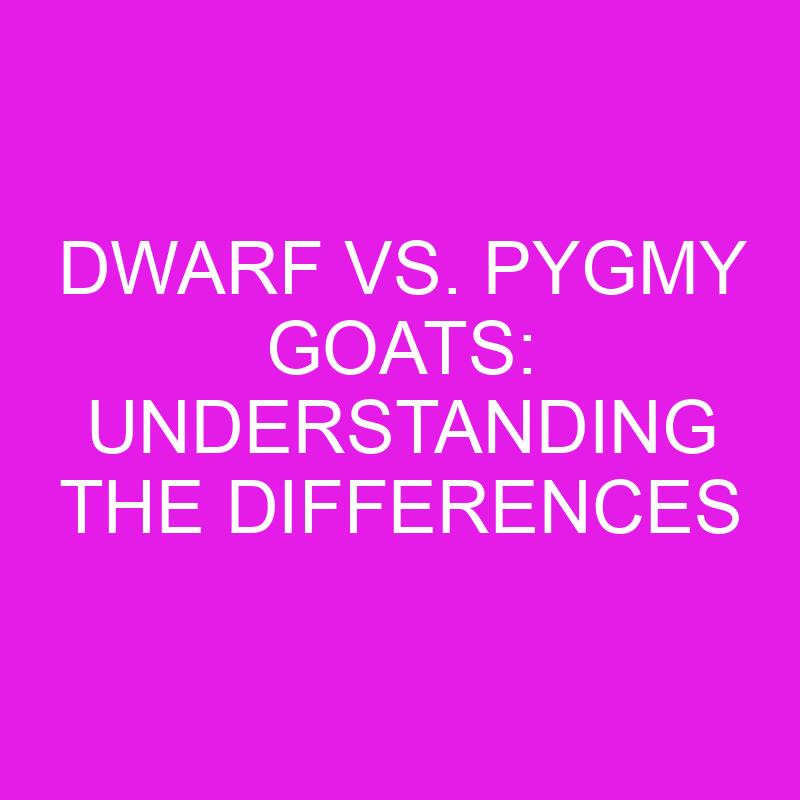 Dwarf Vs. Pygmy Goats: Understanding The Differences » Differencess