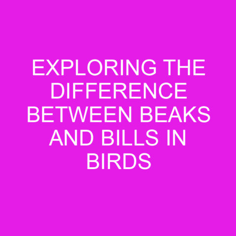 Exploring The Difference Between Beaks And Bills In Birds » Differencess