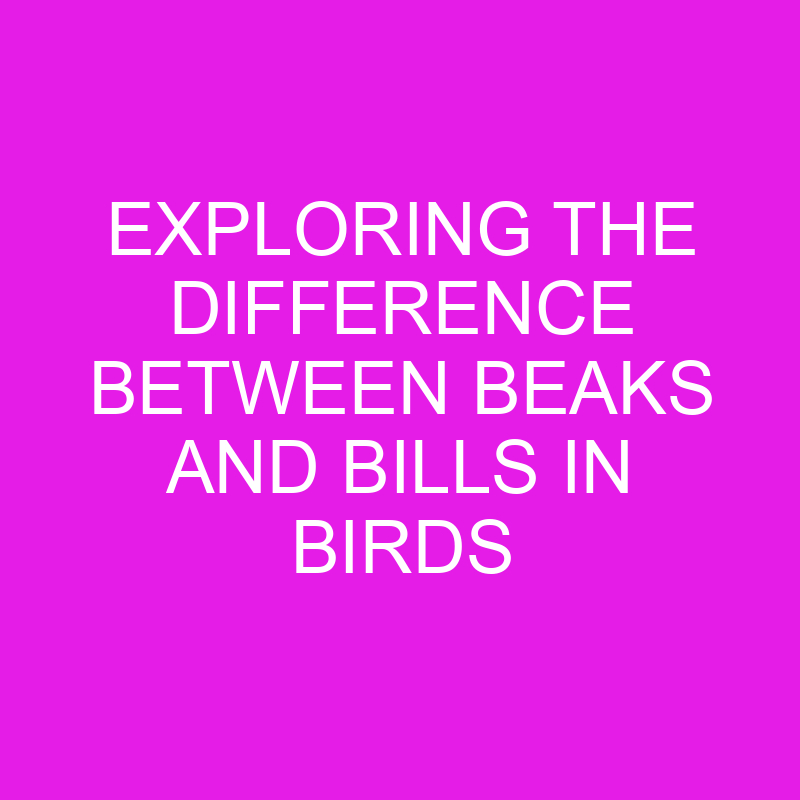 Exploring The Difference Between Beaks And Bills In Birds » Differencess