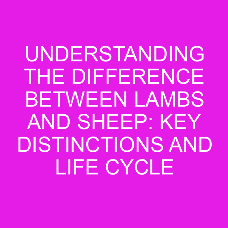 Understanding The Difference Between Lambs And Sheep: Key Distinctions ...