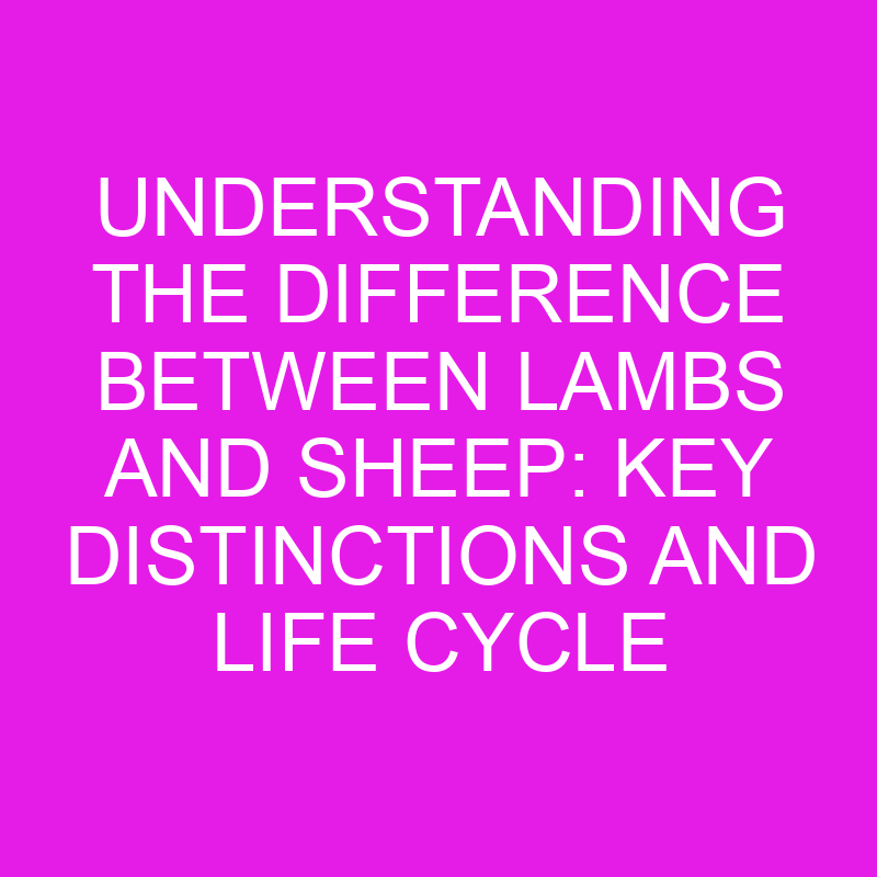 Understanding The Difference Between Lambs And Sheep: Key Distinctions ...