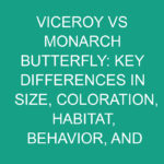 Viceroy Vs Monarch Butterfly: Key Differences In Size, Coloration ...